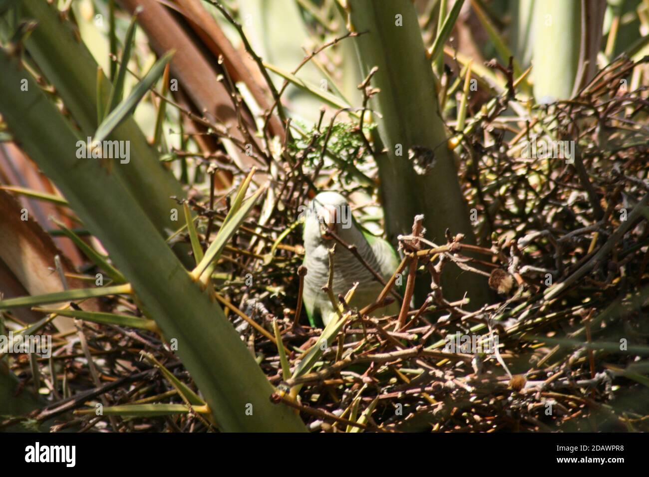 parrot building its nest with branches Stock Photo - Alamy