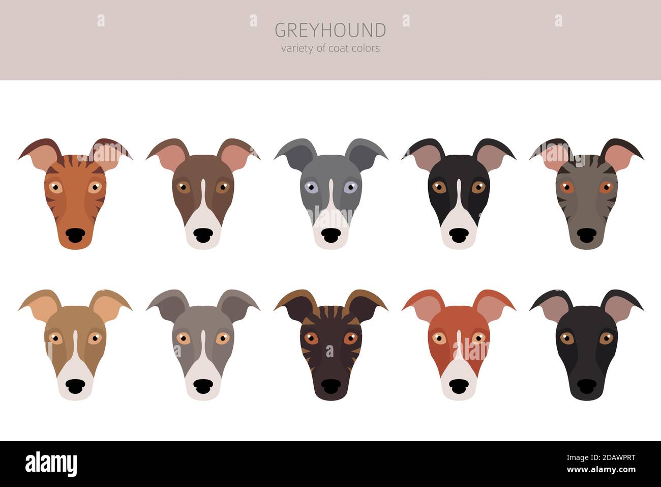 English greyhound dogs different coat colors. Greyhounds characters set ...