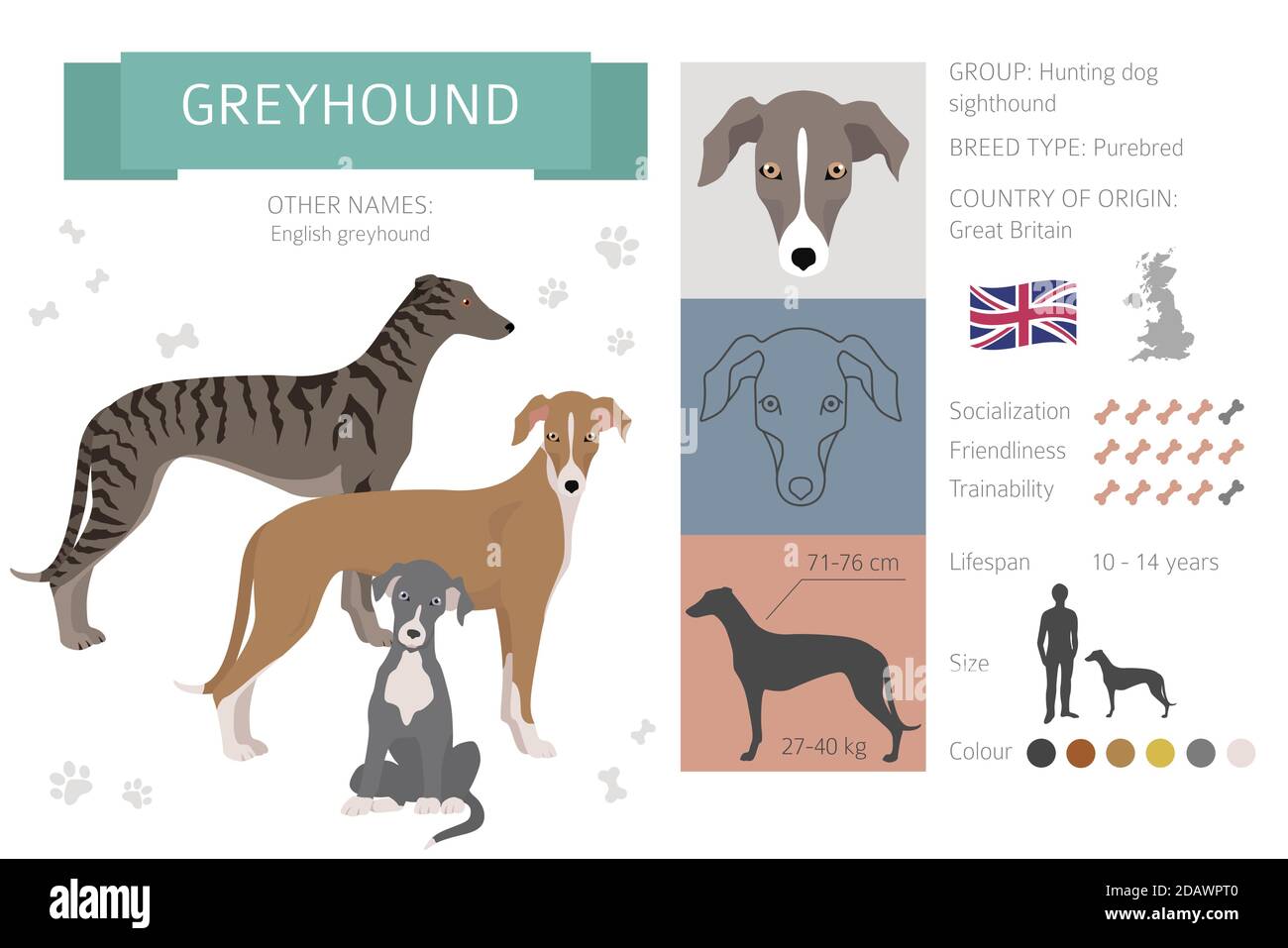 English greyhound dogs in different poses. Greyhounds characters set ...