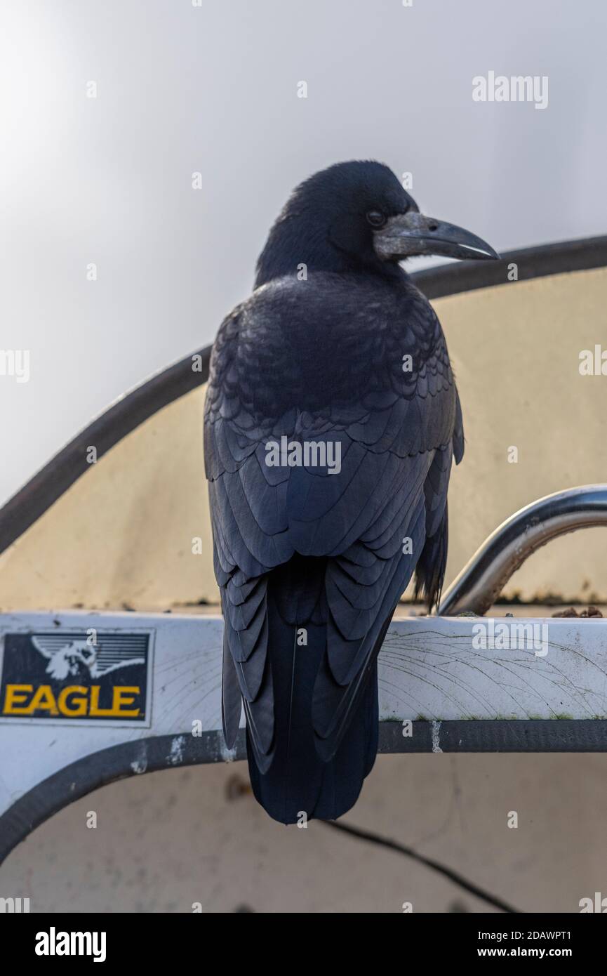 a rook, crow, jackday or corvid sitting on a boat with a funny sticker ...