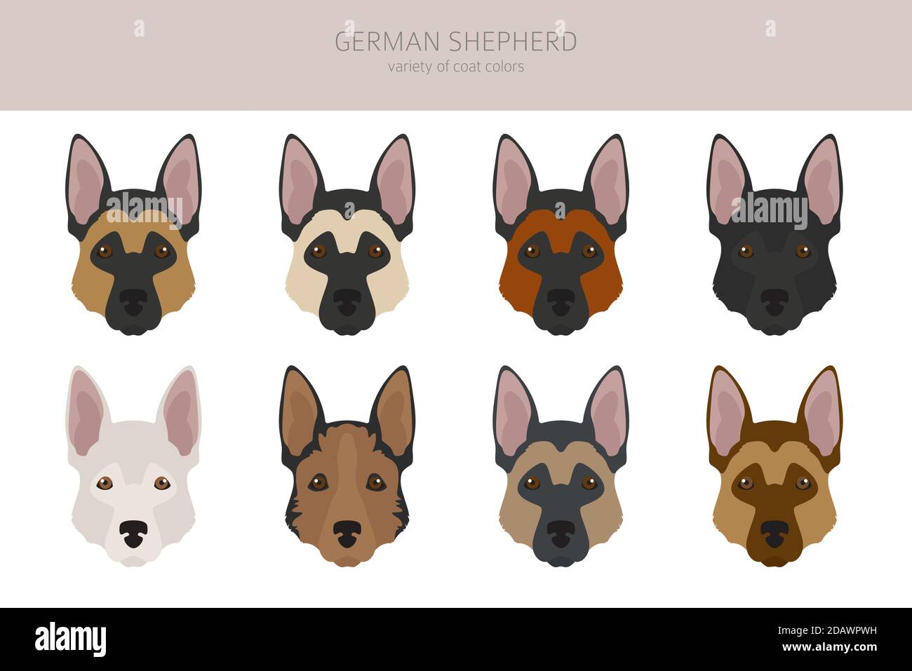 German shepherd dogs different coat colors. Shepherd characters set ...