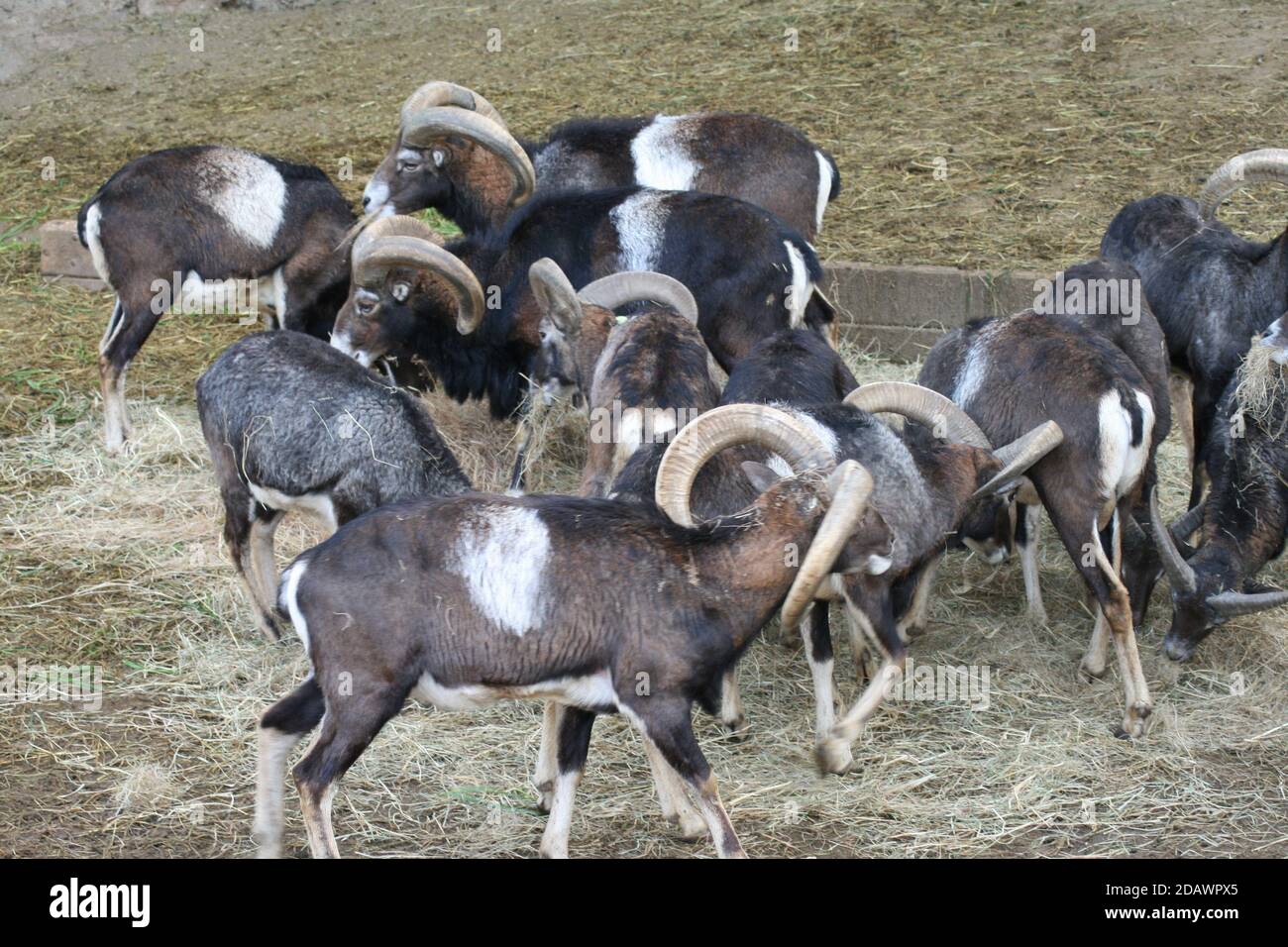 Corsica mouflon eating at the zoo Stock Photo - Alamy
