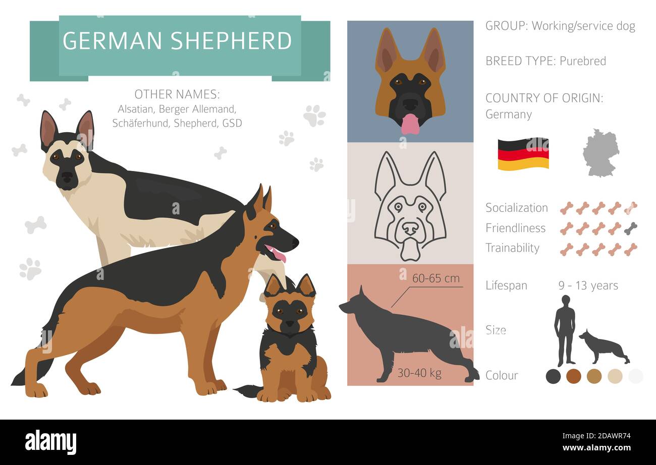 German shepherd dog isolated on white. Characteristic, color varieties ...