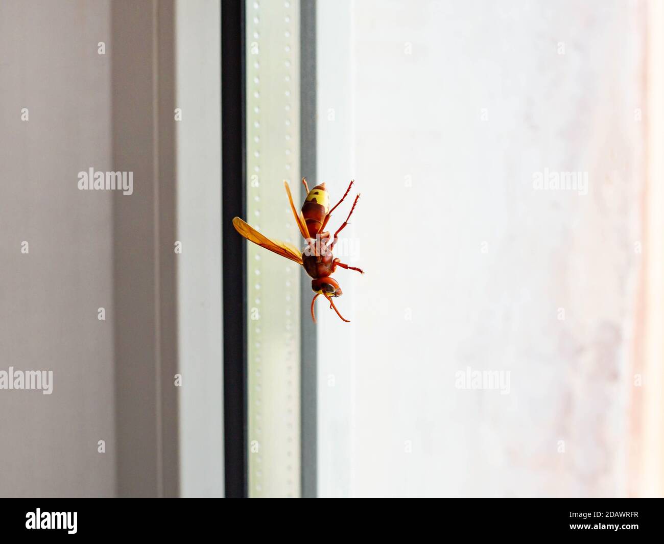 Wasp crawling down the window pane side view. Double-glazed window ...