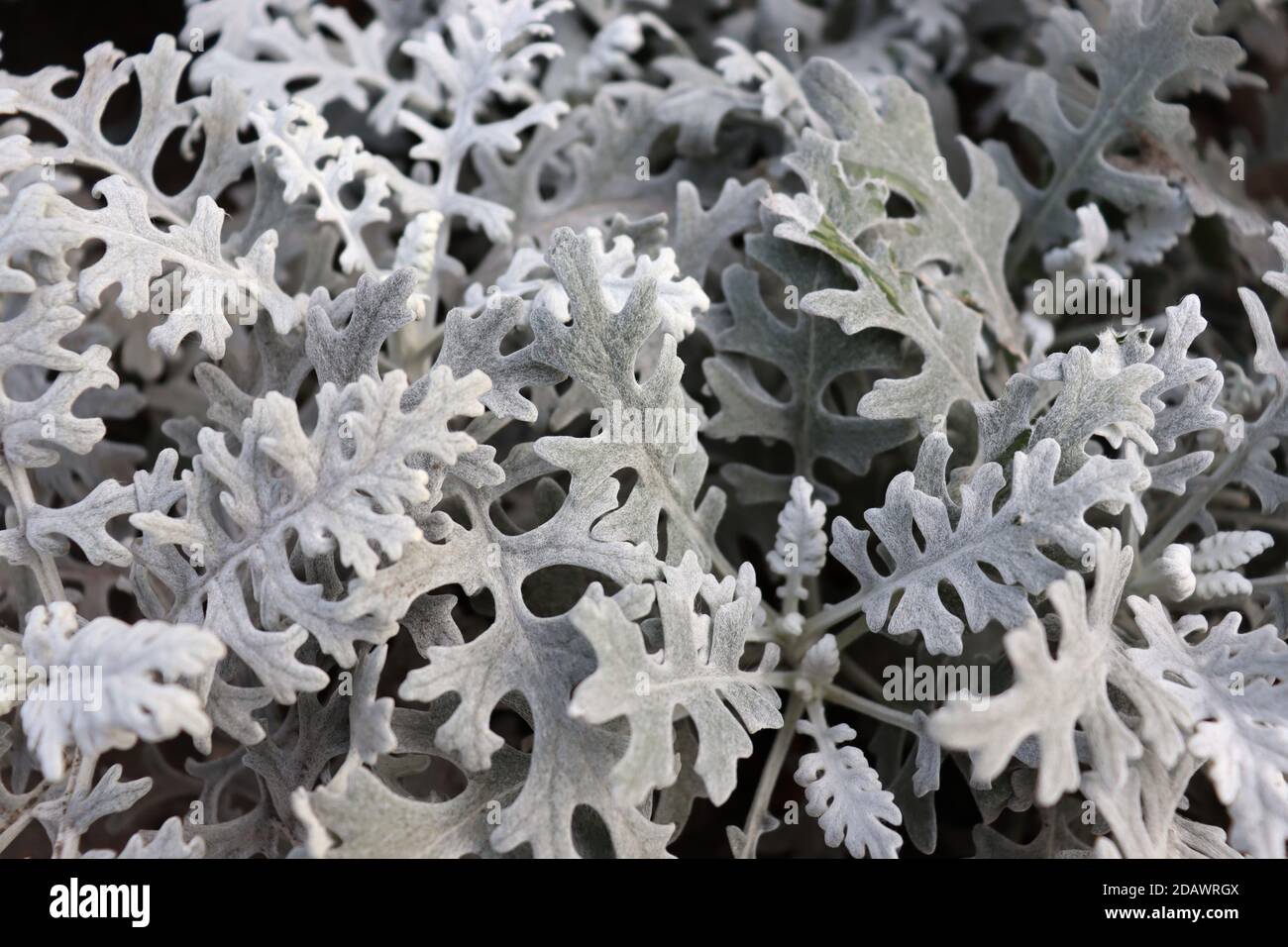 Plants green textures grass texture hi-res stock photography and images ...