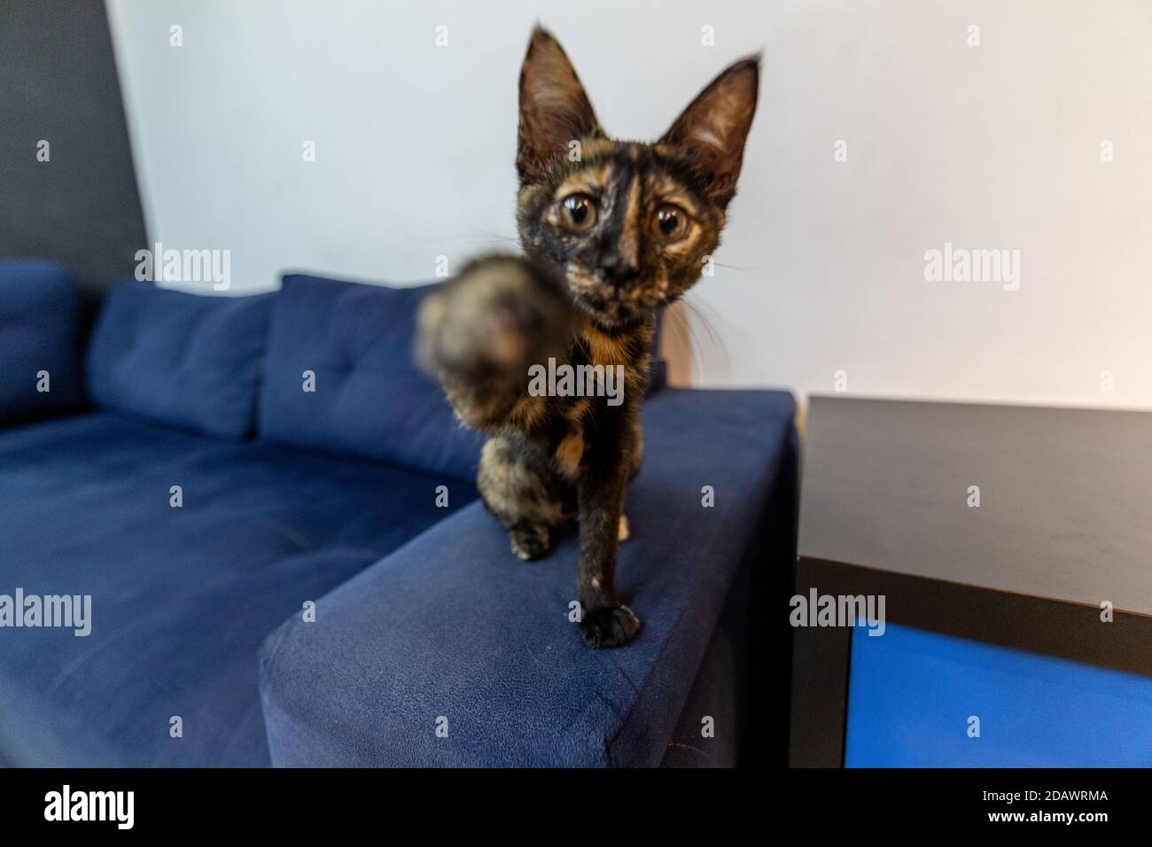 Pointing to cat hi-res stock photography and images - Alamy