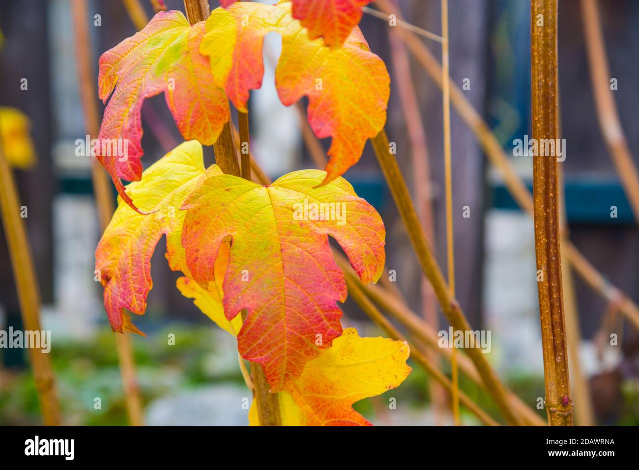 Plantas otonales hi-res stock photography and images - Alamy