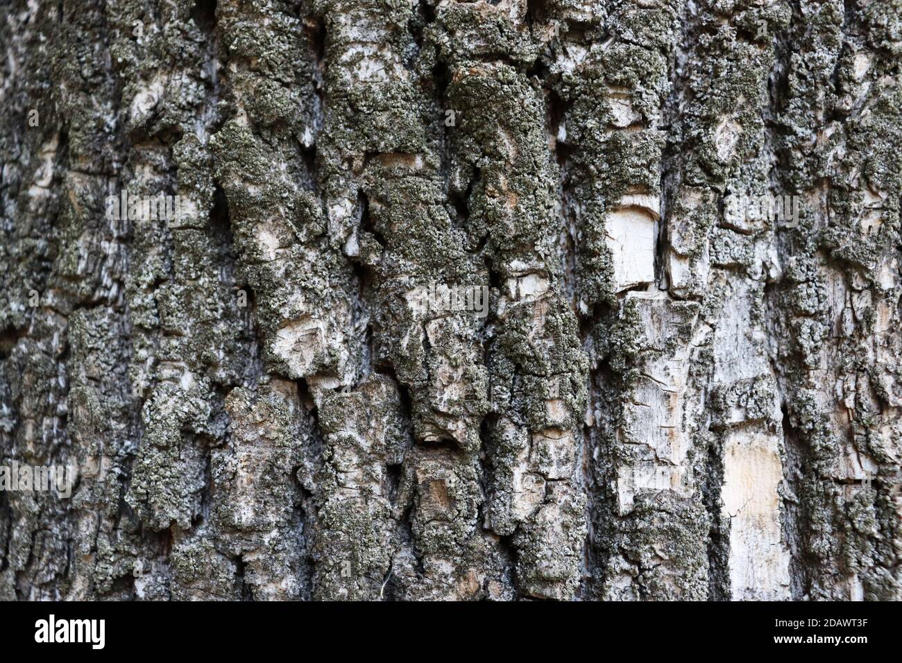 Beautiful gray bark texture. Wooden background. Detail tree surface ...