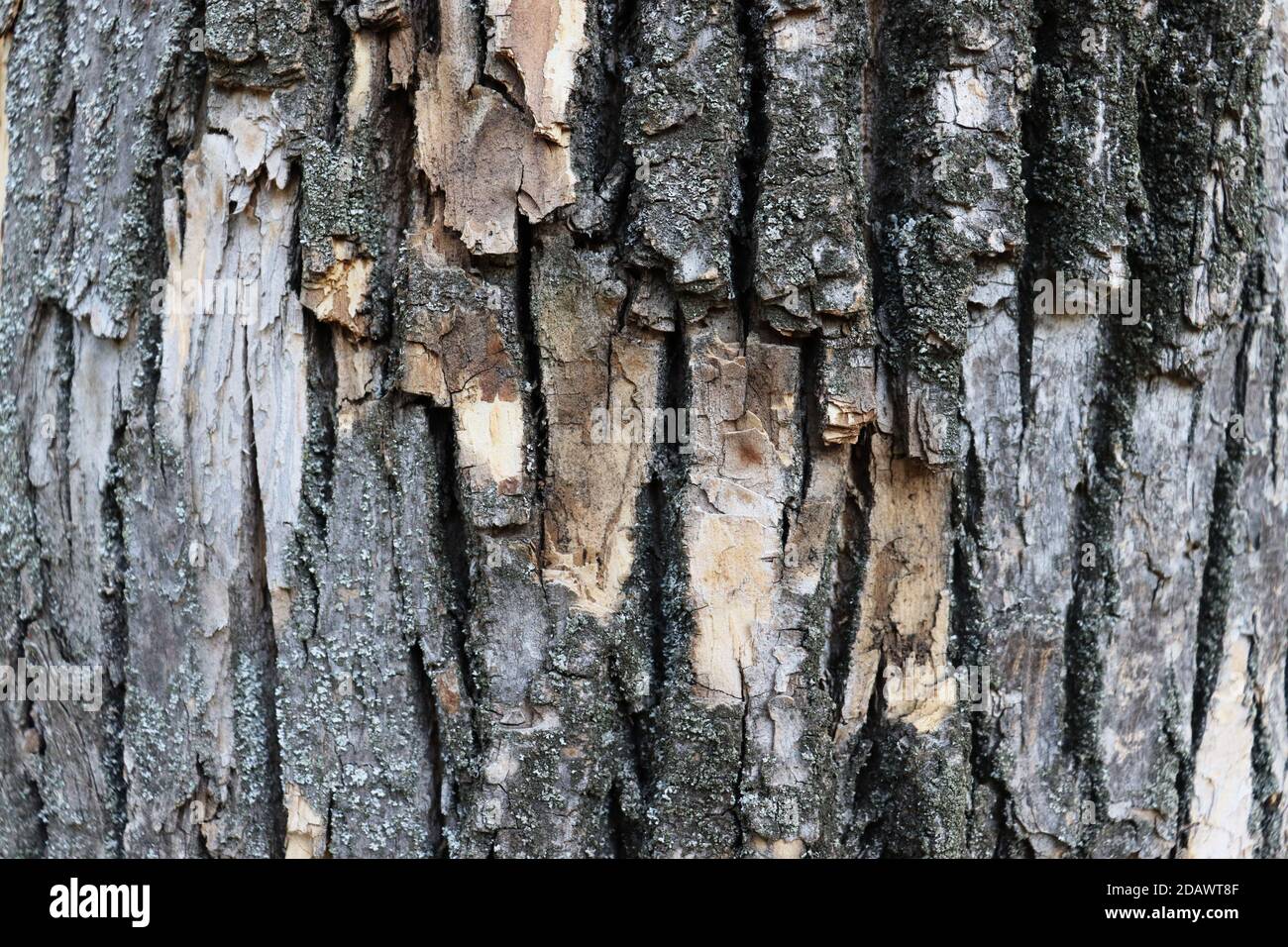 Beautiful old cracked tree background. Abstract wooden texture Stock ...