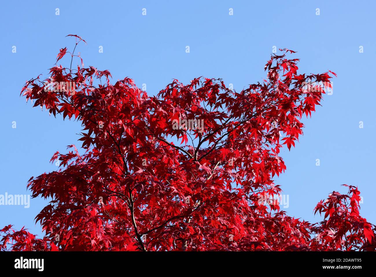 Red leaves on blue sky. Acer palmatum Shin Deshojo Japanese Maple tree ...
