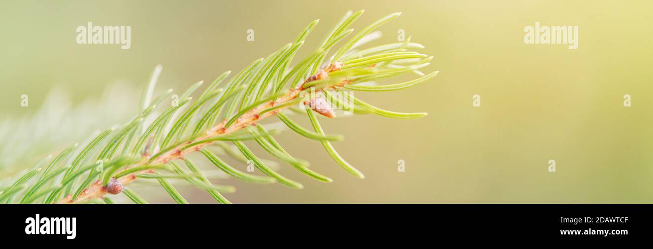 Beautiful natural spring tree background. Light green pine tree ...