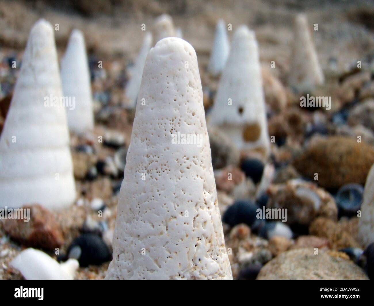 empty sea shells, seashells or shells from an animal at the beach Stock ...
