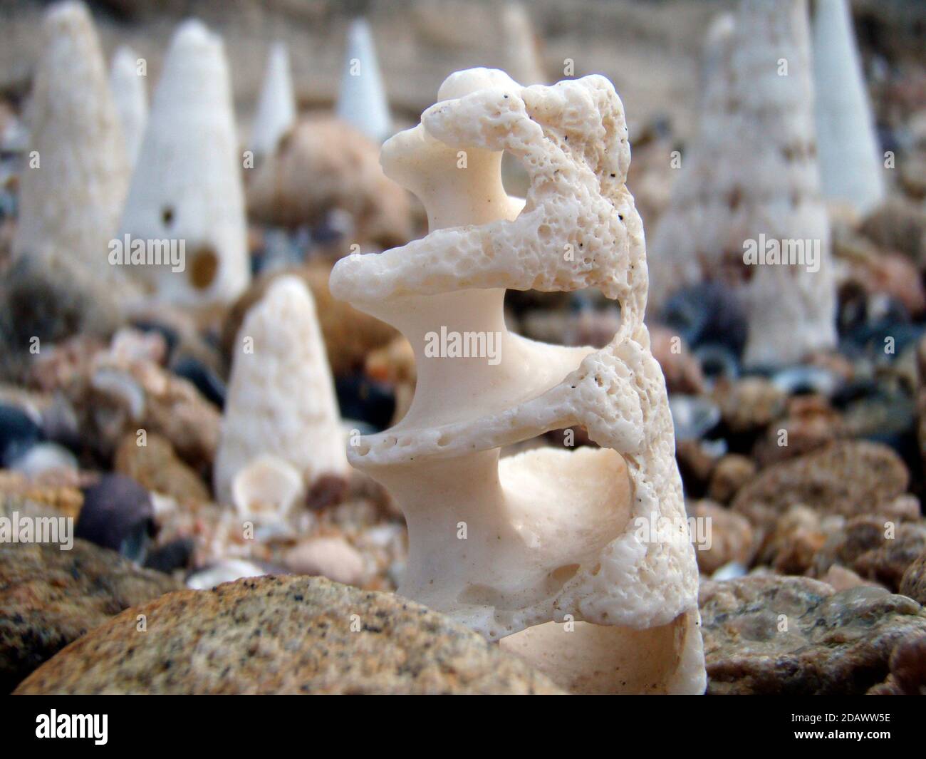 empty sea shells, seashells or shells from an animal at the beach Stock ...