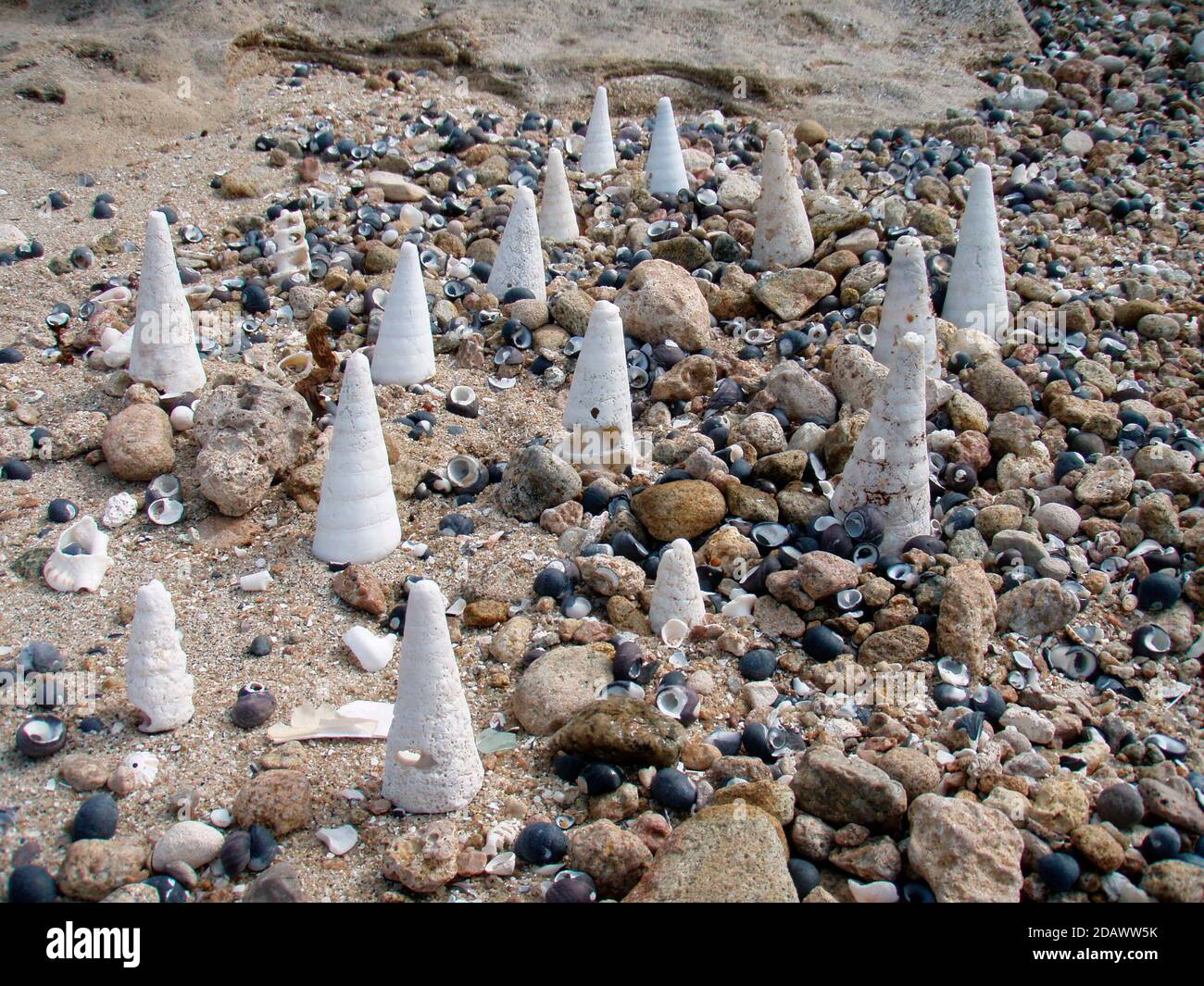 empty sea shells, seashells or shells from an animal at the beach Stock ...