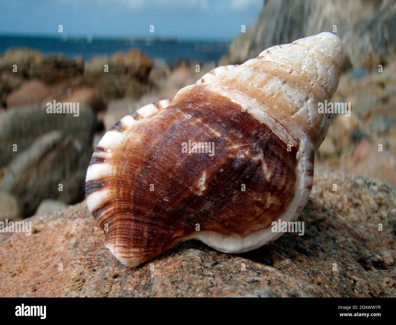 empty sea shells, seashells or shells from an animal at the beach Stock ...