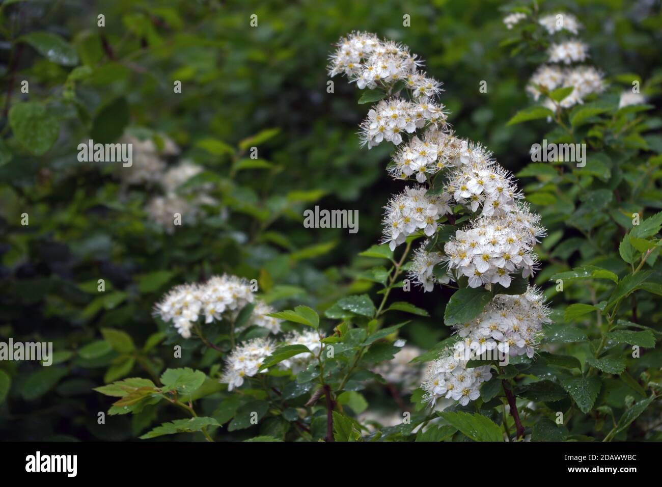 Dense clusters of flowers hi-res stock photography and images - Alamy