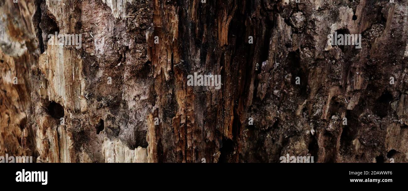 Abstract dark wooden texture. Old cracked rotten tree background Stock ...