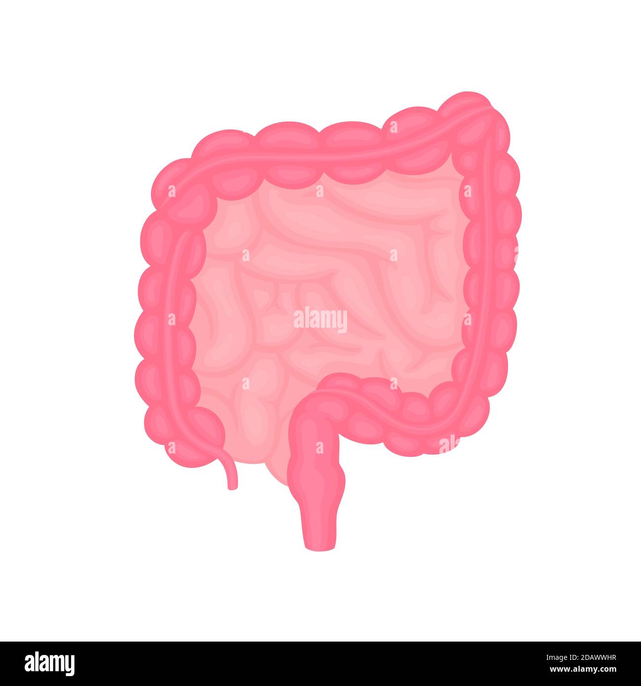 Vector intestines medical illustration in flat style, structure of the ...