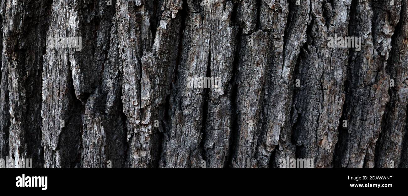Beautiful old bark texture. Dark tree surface background Stock Photo ...
