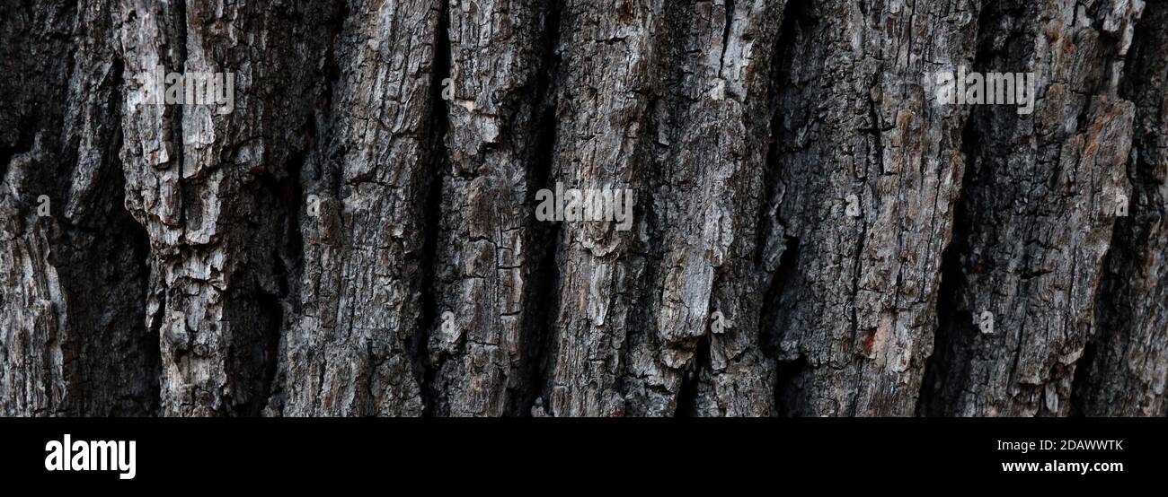 Beautiful black tree surface backdrop. Dark bark background. Wooden ...