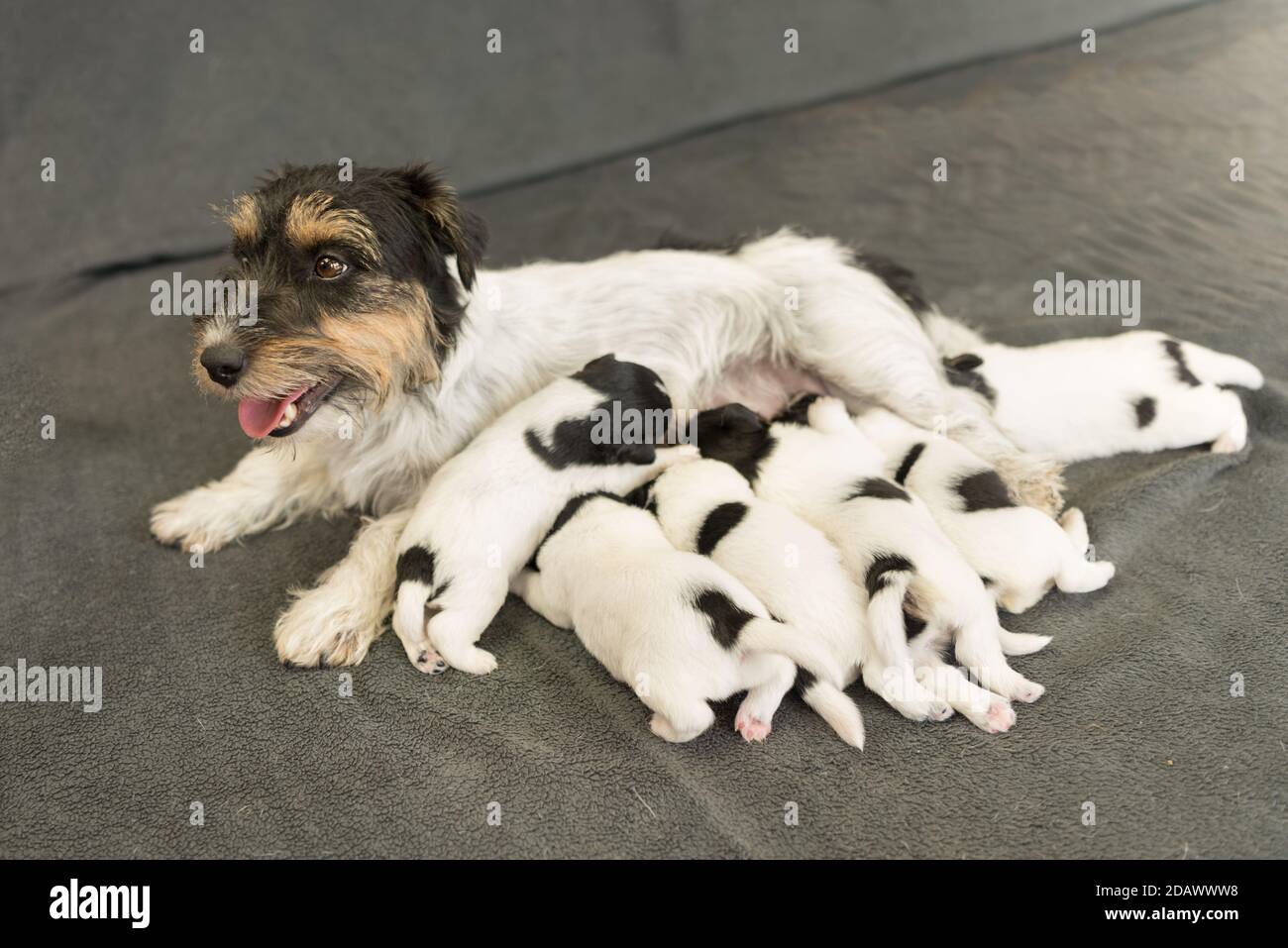 A litter of little dog breed. Newborn dogs puppies - 14 days old - Jack ...