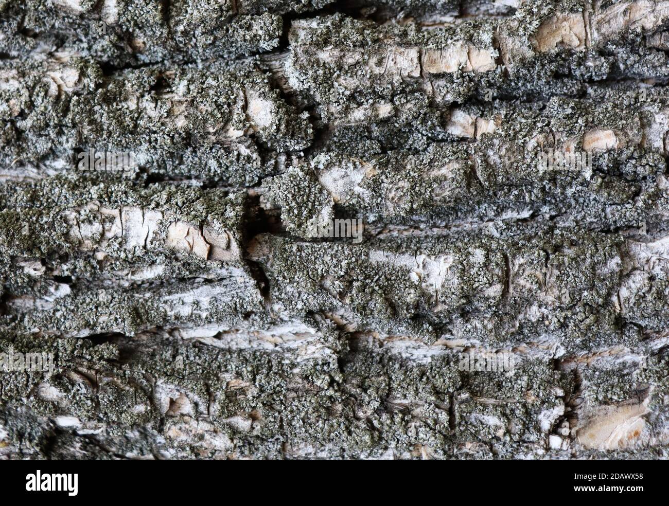 Beautiful detail macro tree photo backdrop. Abstract wood surface. Bark ...