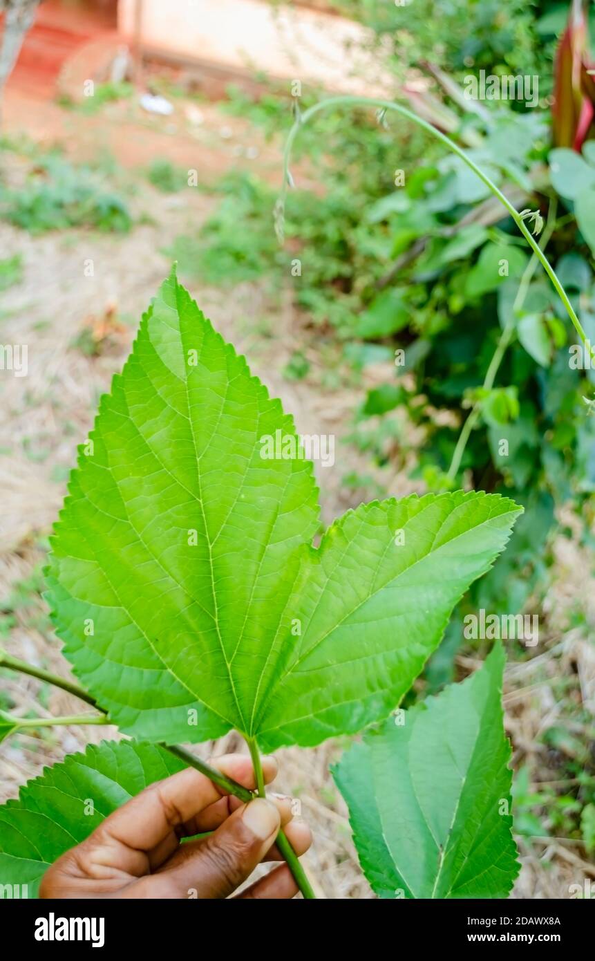 Twin leaf hi-res stock photography and images - Alamy