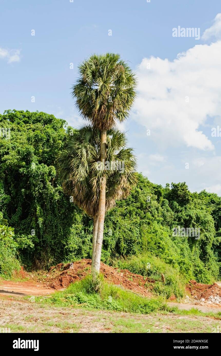 Silver thatch palm hi-res stock photography and images - Alamy