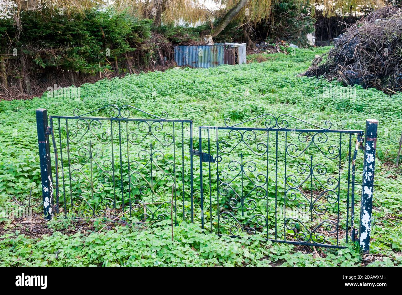 A set of old wrought iron garden gates now left on their own and ...