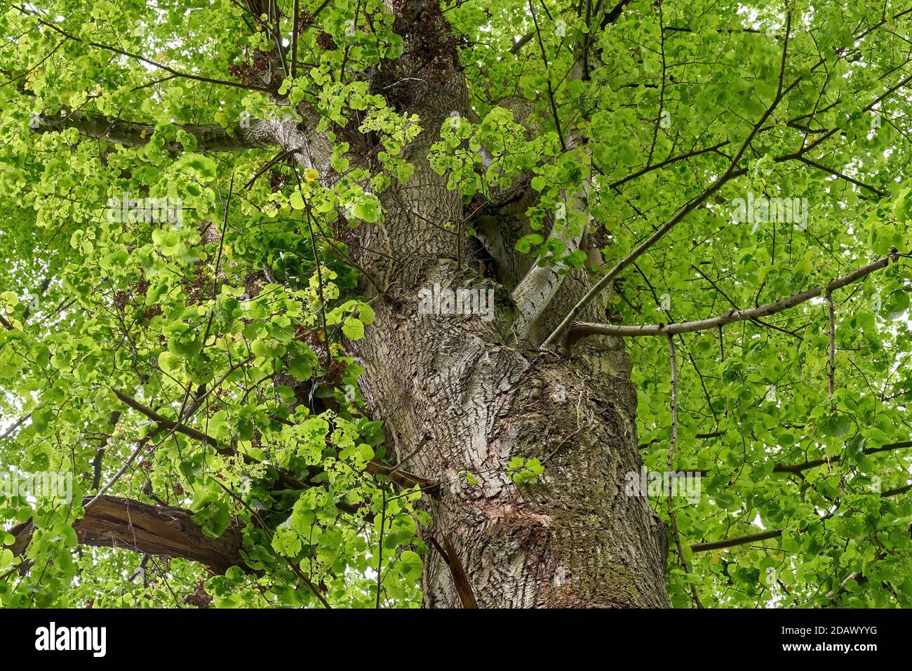 Large deciduous tree hi-res stock photography and images - Alamy
