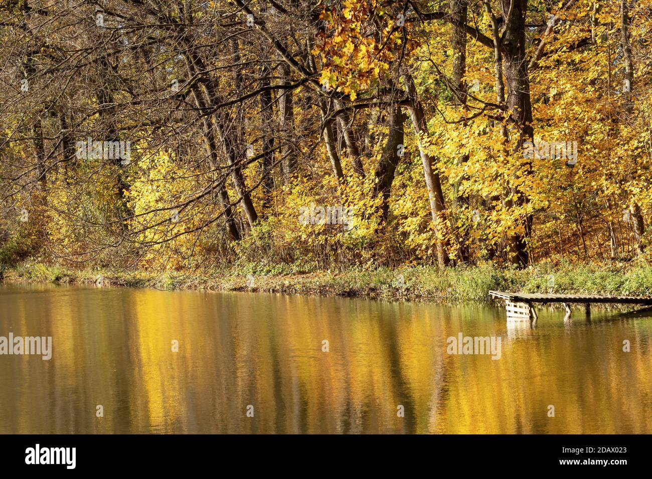 Autumn landscape with lake shore in sunlight background. Horizontally ...