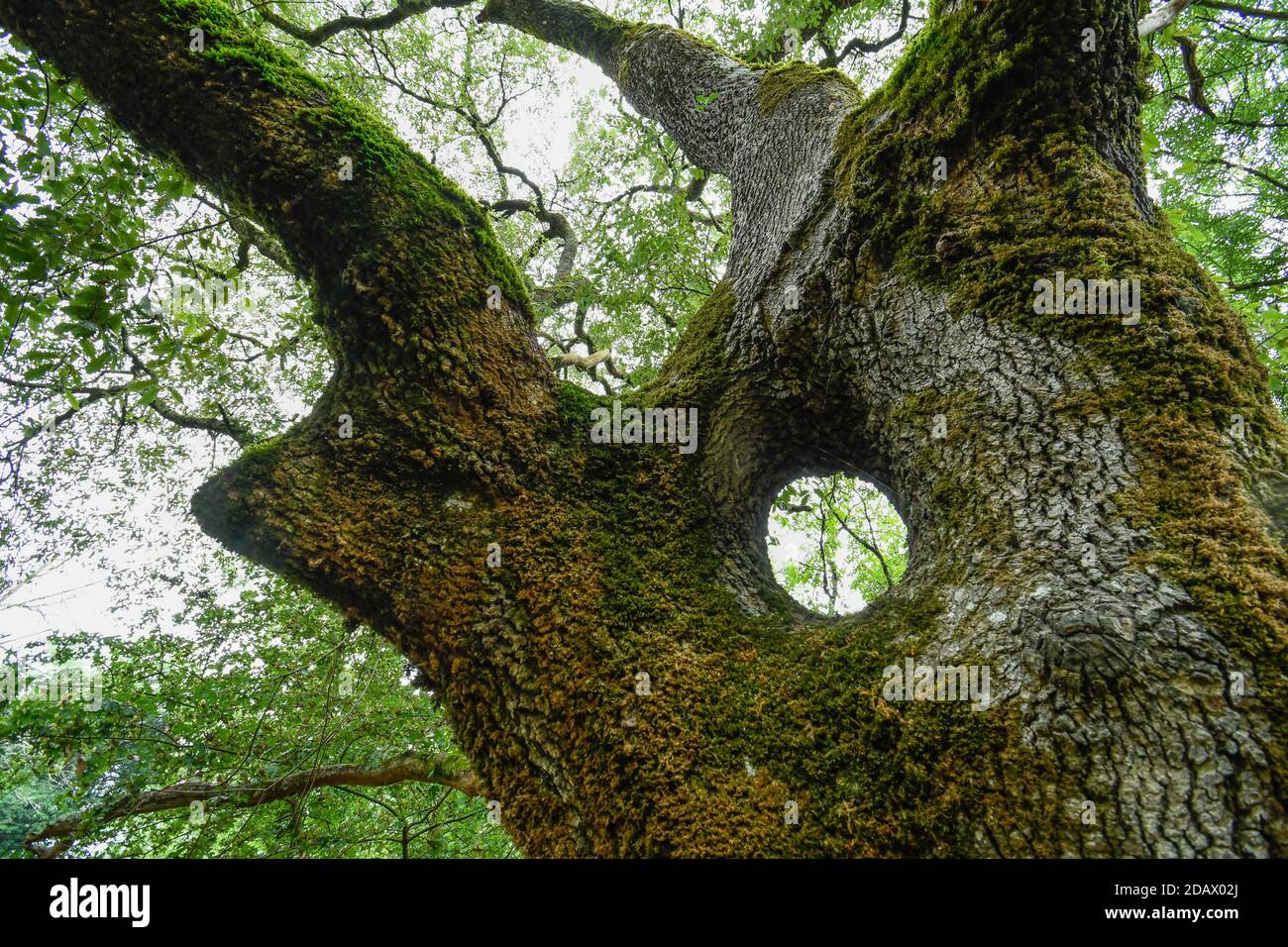 Circular hole in the trunk of an old oak Stock Photo - Alamy
