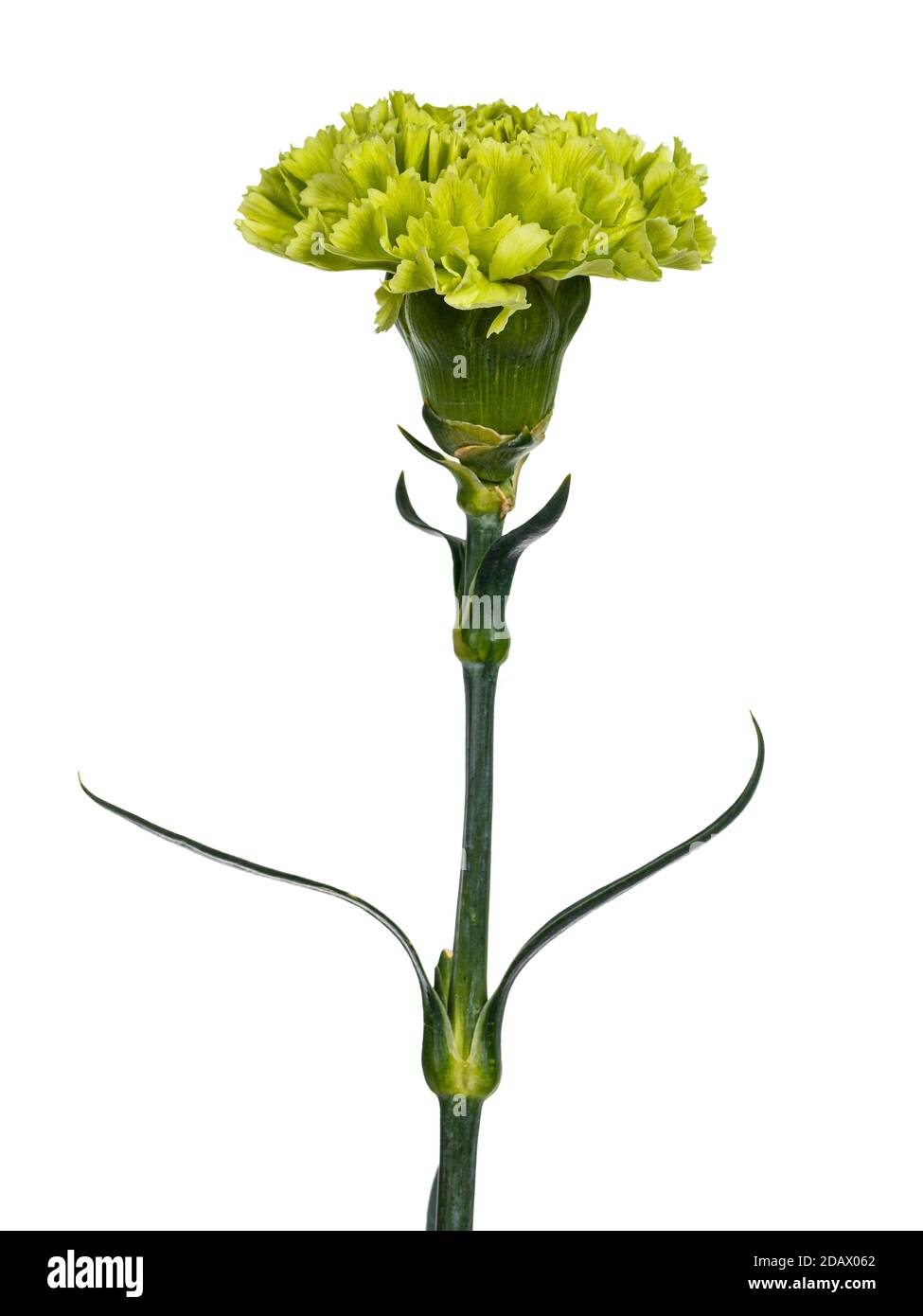 Green Carnation Flower