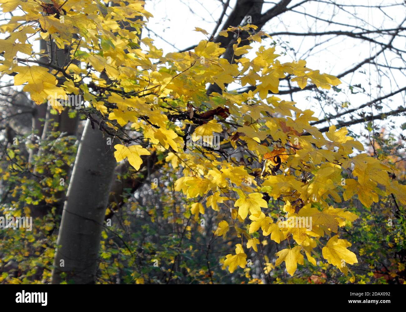 Golden leaves on a Sycamore tree in Autumn Stock Photo - Alamy