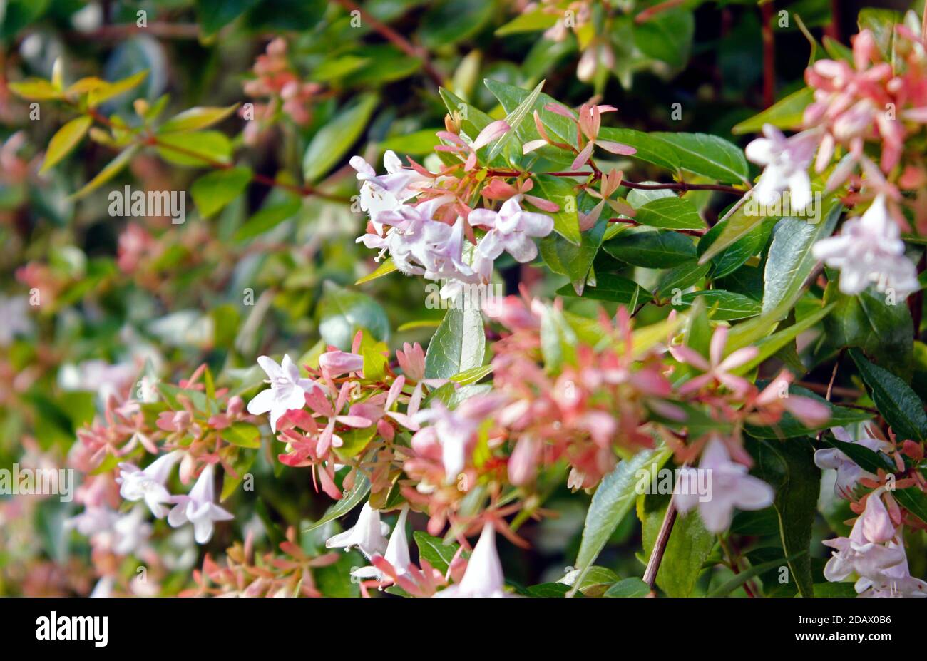 Delicate scented pink flowers on Abelia x Graniflora shrub in Autumn ...