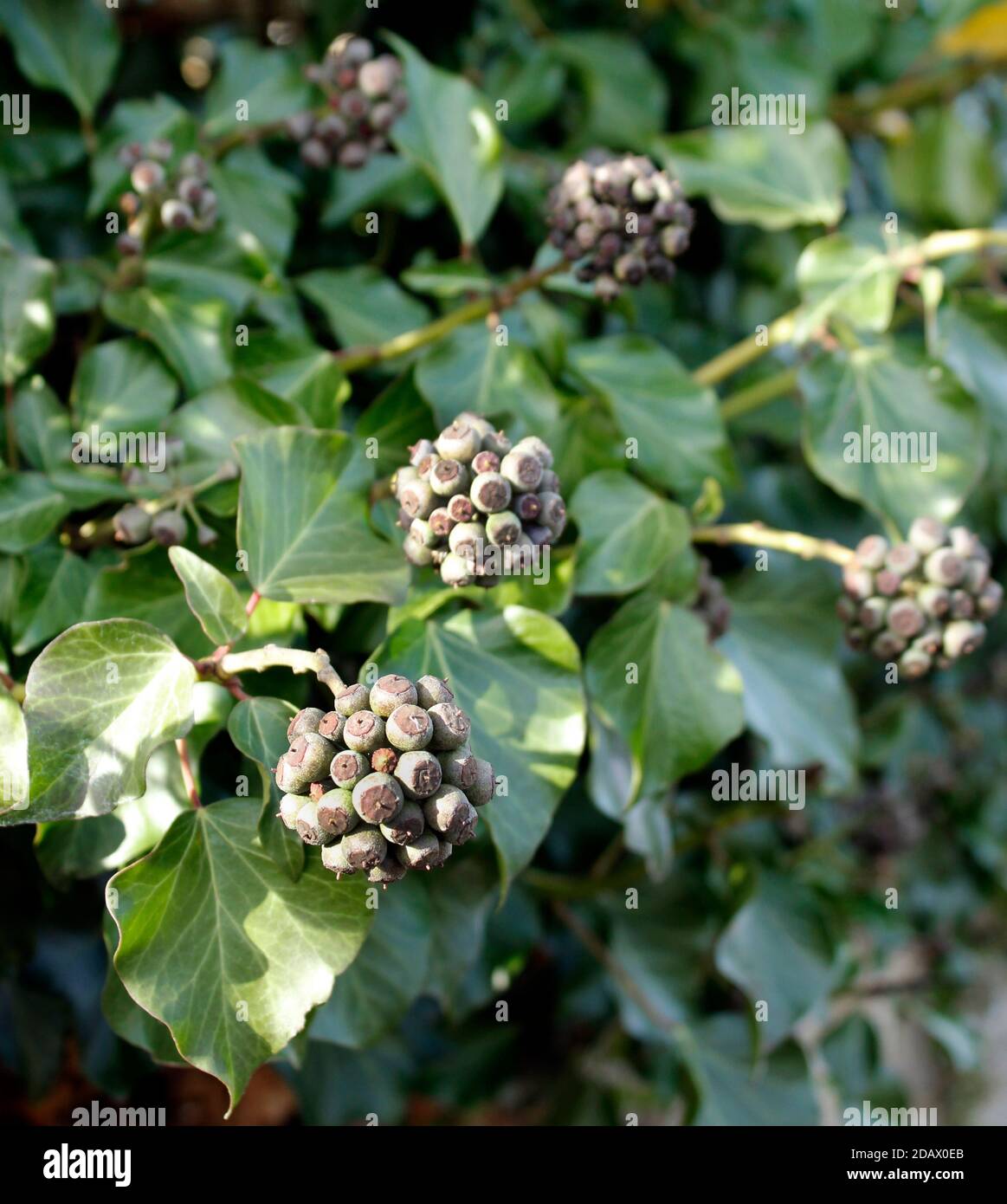 Autumn flowering native Ivy Hedera Helix a valuable evergreen plant in ...