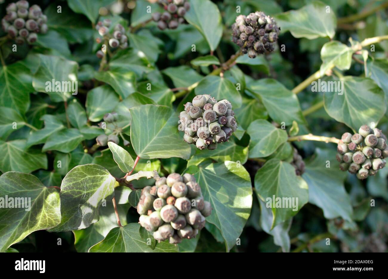 Autumn flowering native Ivy Hedera Helix a valuable evergreen plant in ...