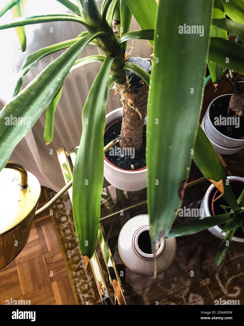 Houseplant collection hi-res stock photography and images - Alamy