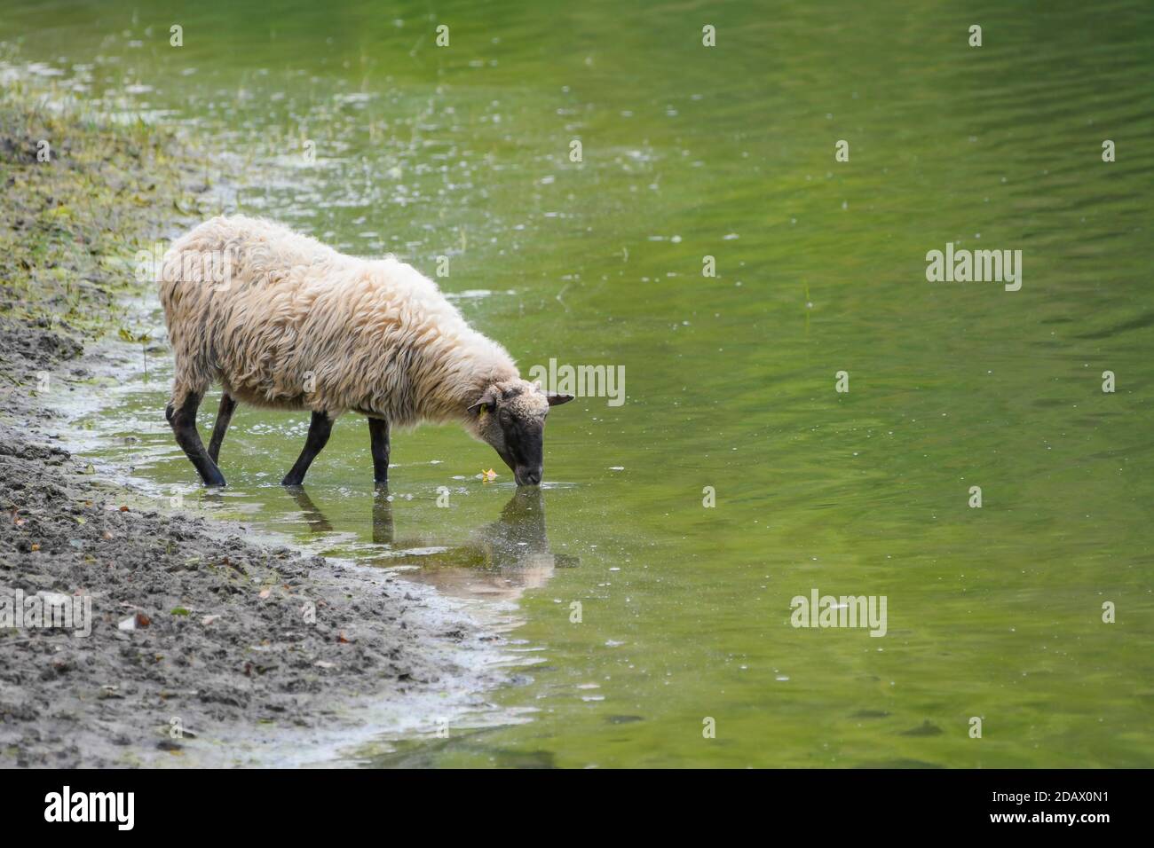 Sheep drinking in the Maroño swamp Stock Photo - Alamy