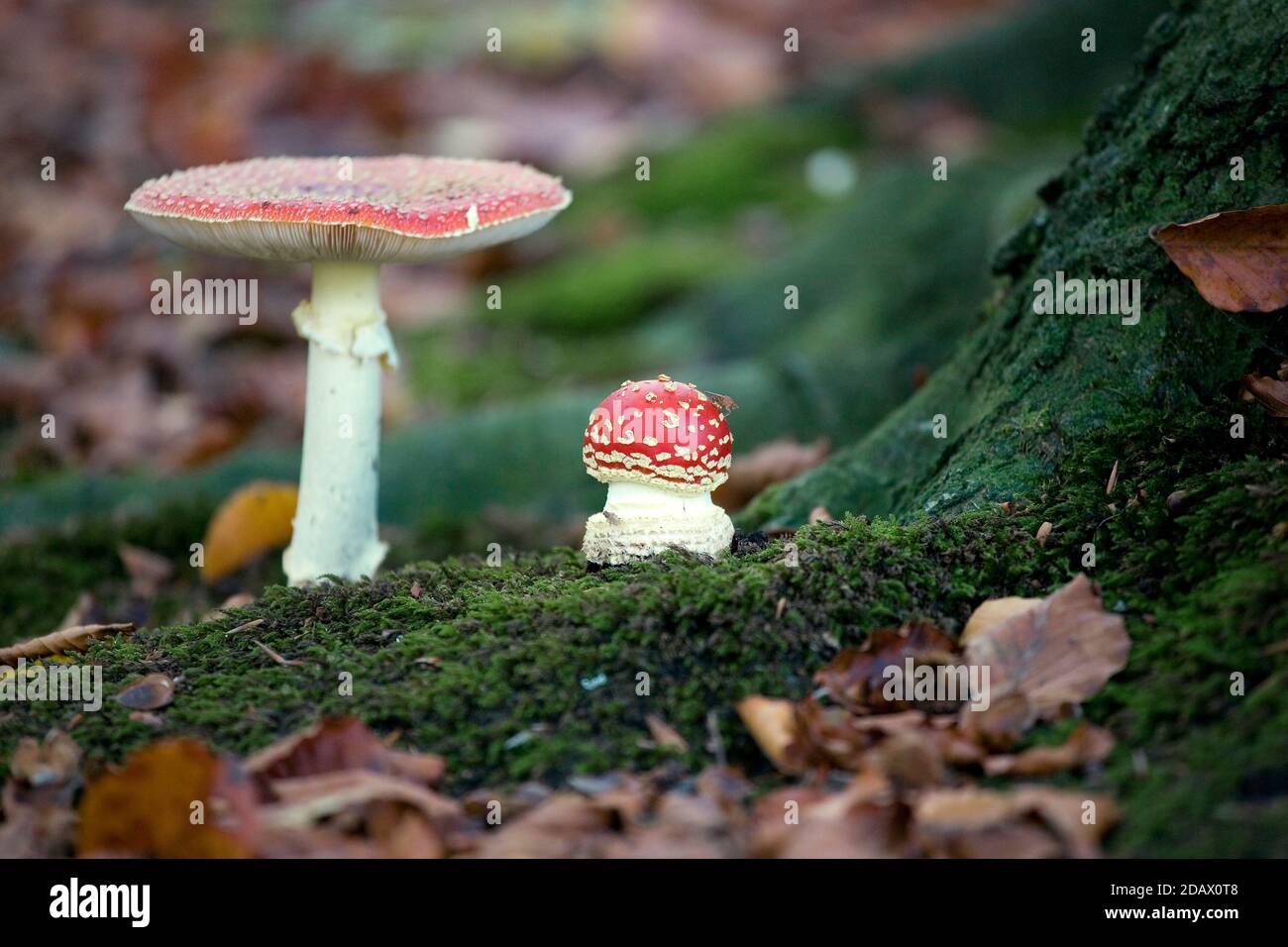 Netherlands toadstools hi-res stock photography and images - Alamy