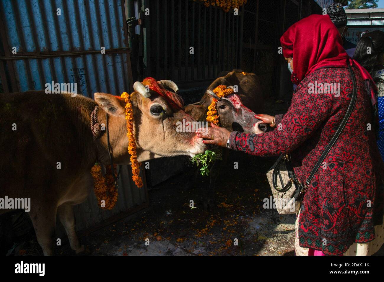 A devotee offers prayers to a cow during the Tihar festival, also known ...
