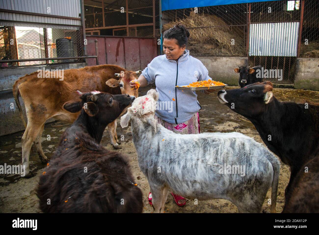 A devotee offers prayers to a cow with vermilion powder during the ...