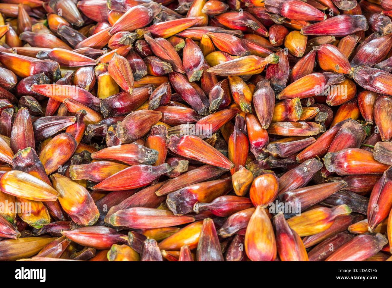 Top view of pinhao - Brazilian pine Stock Photo - Alamy