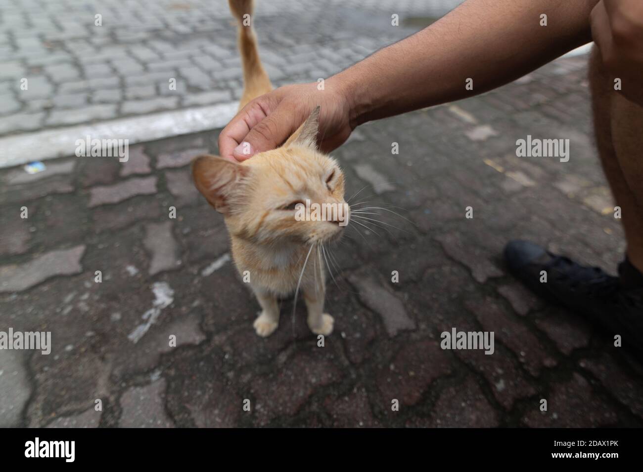 Homeless man with cat hi-res stock photography and images - Alamy