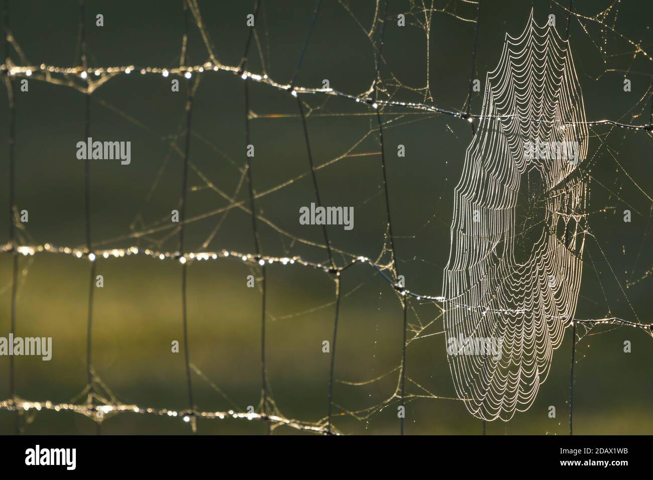 Spider web on a fence with dew drops backlit Stock Photo - Alamy