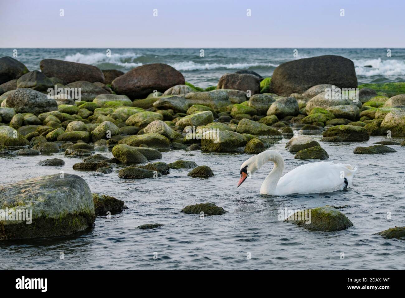 Single animal swimming in shallow water hi-res stock photography and ...