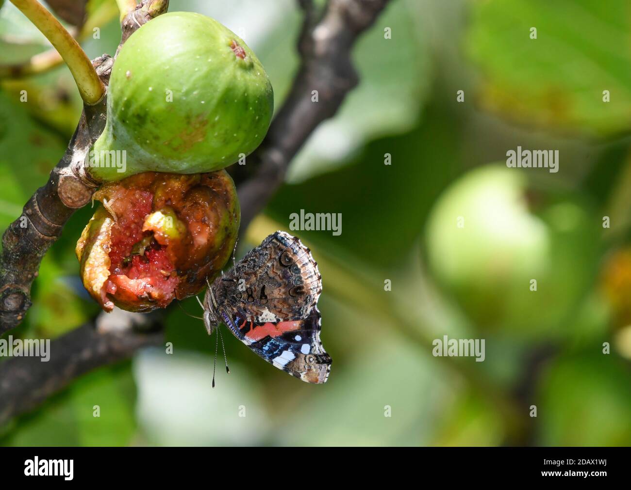 Red admiral butterfly feeding on the juices of ripe figs in autumn ...