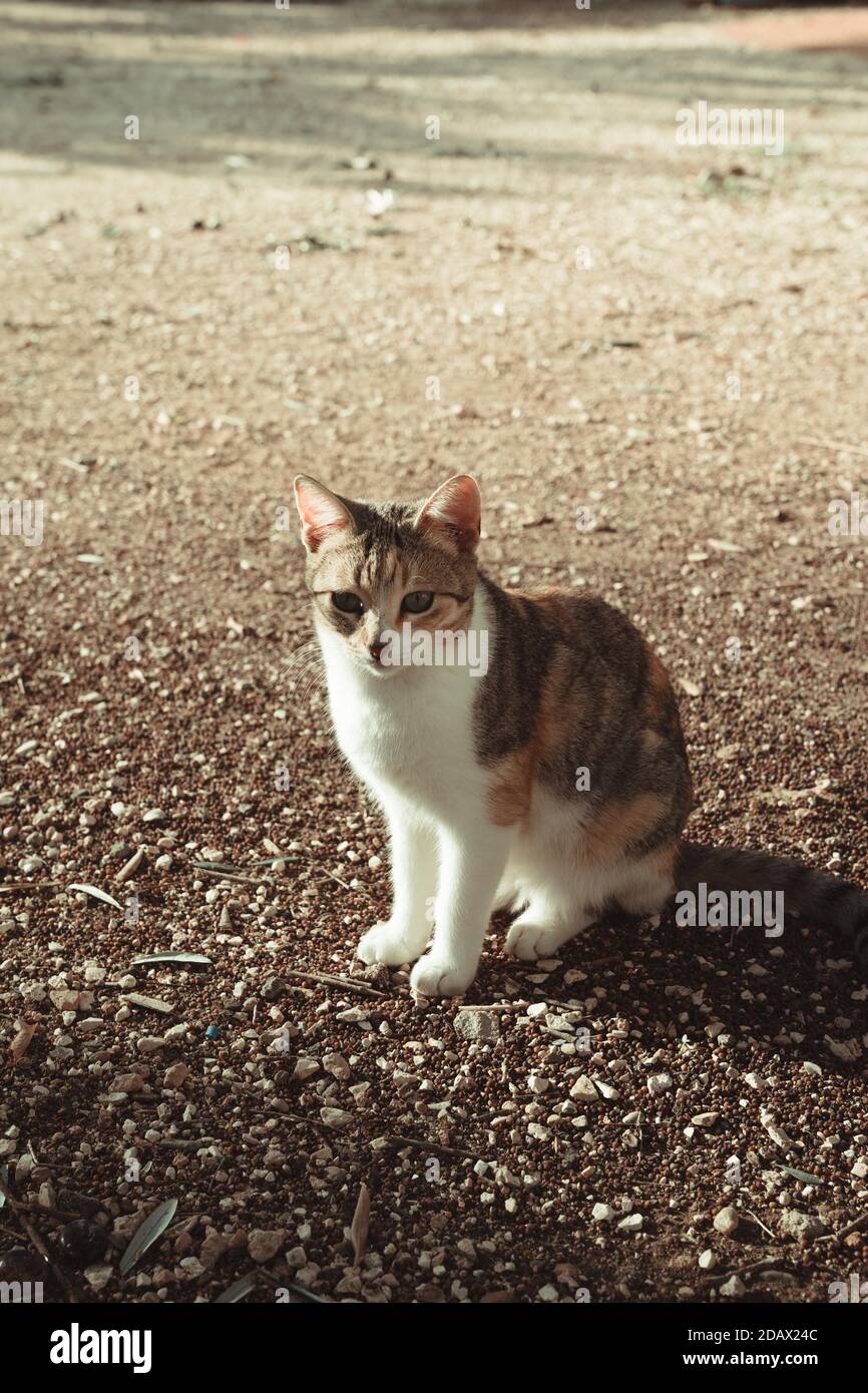 Cute little kitten sitting on the ground Stock Photo - Alamy