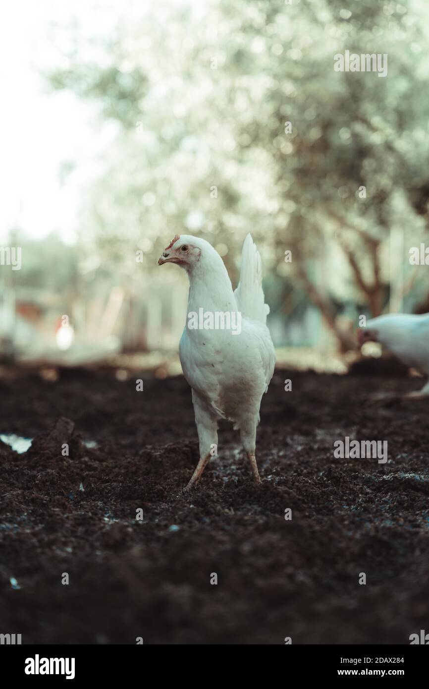 White broiler chicken in a farmland Stock Photo - Alamy