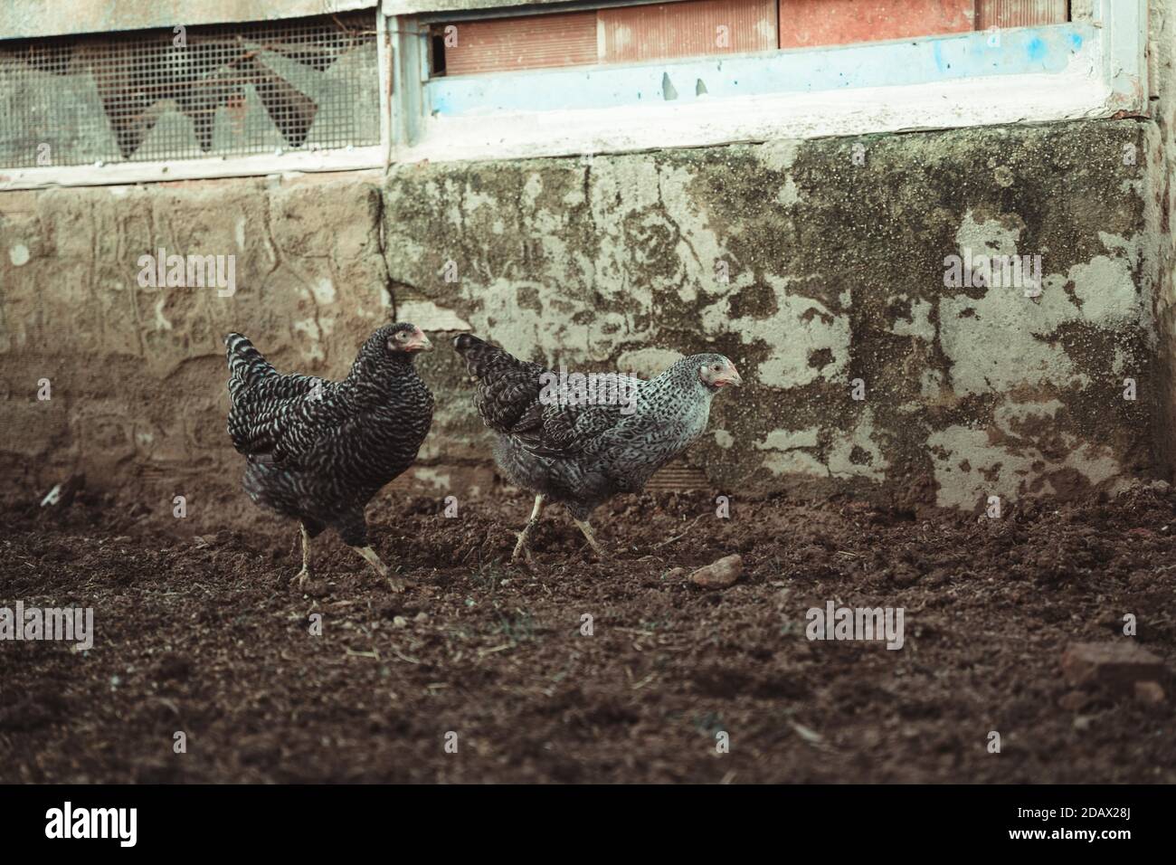 Amrock chicken hi-res stock photography and images - Alamy